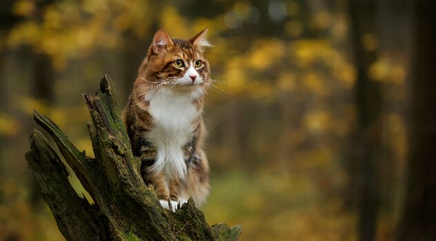 Klær - Morene Produkter