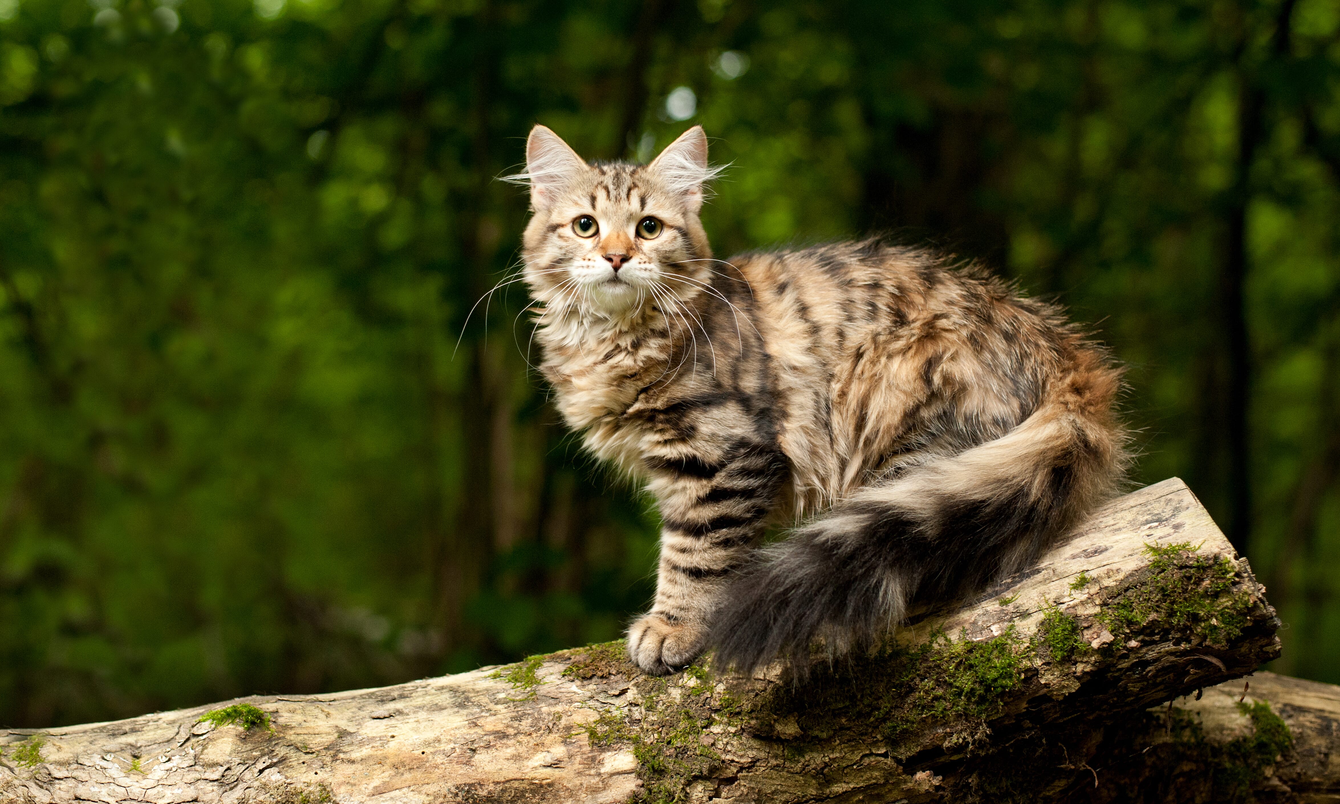 Katt - Morene Produkter